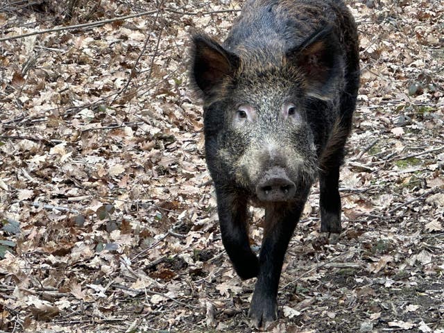 Cattle, pigs and ponies introduced to bison rewilding project | The ...