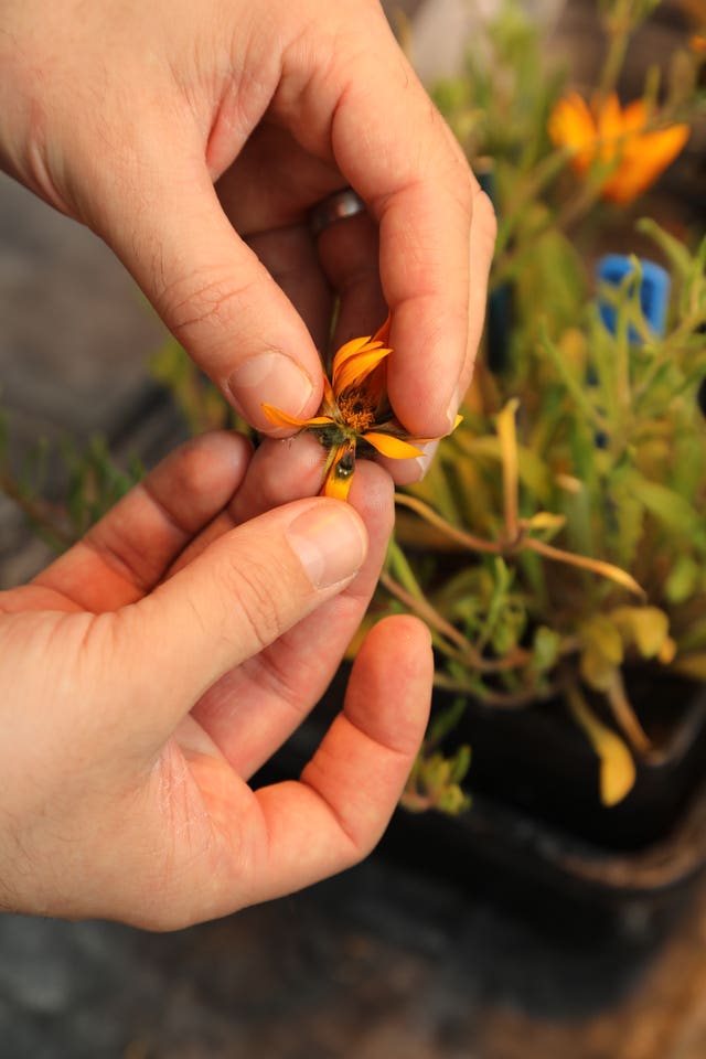 Scientists reveal how deceptive daisy creates ‘fake lady flies’ to ...