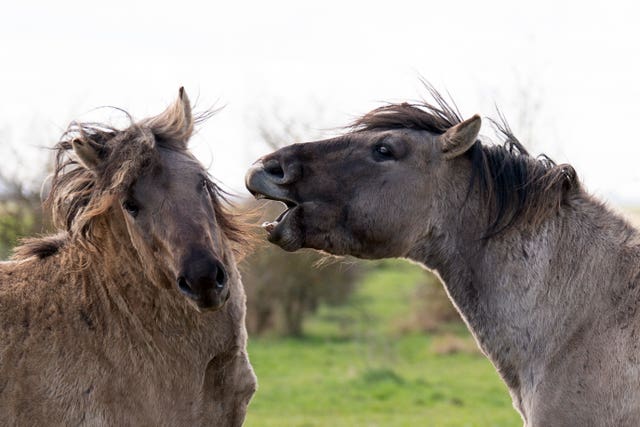 Foaling season for Konik ponies begins at National Trust nature reserve ...