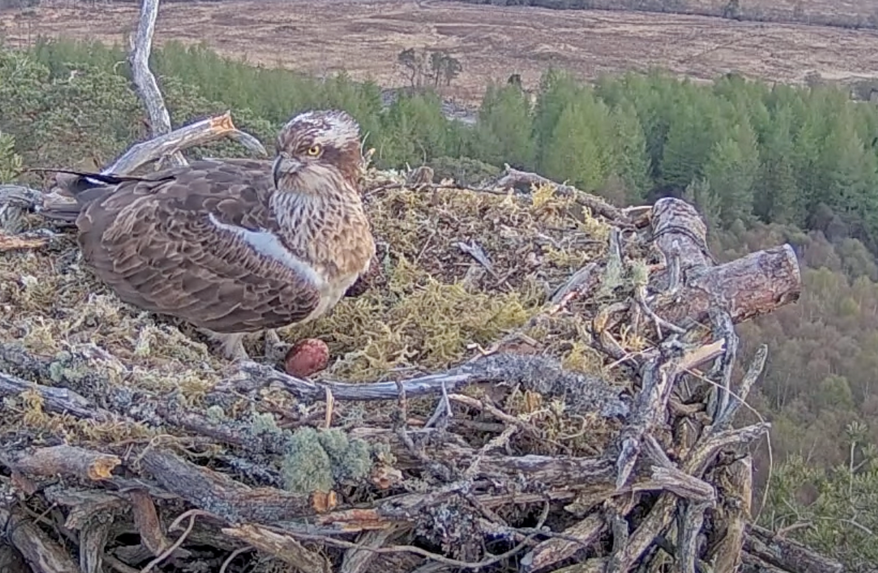 Famous osprey Dorcha lays first egg of the season | The Scottish Farmer