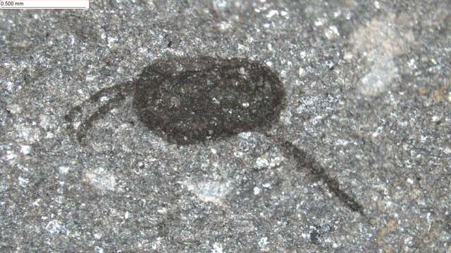 One of the world’s greatest fossil finds made in Wales | The Scottish ...