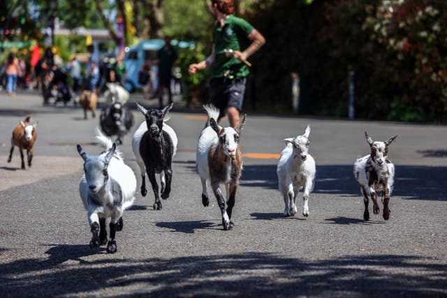 Goats from ZSL conservation zoos to race each other in charity challenge