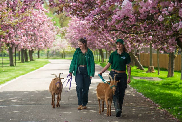 Goats from ZSL conservation zoos to race each other in charity ...