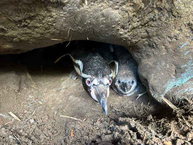 Woburn Safari Park celebrates birth of two Humboldt penguin chicks ...