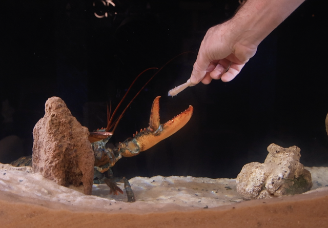 Lobster rescued from supermarket counter ‘thriving’ as YouTube ...