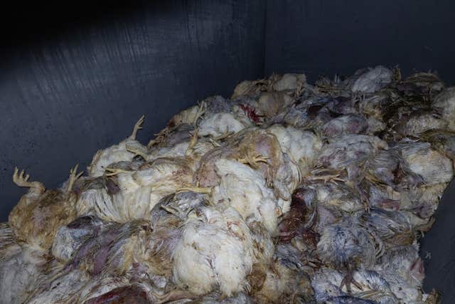 Co-op under fire as footage shows ‘sick and suffering’ chickens at ...