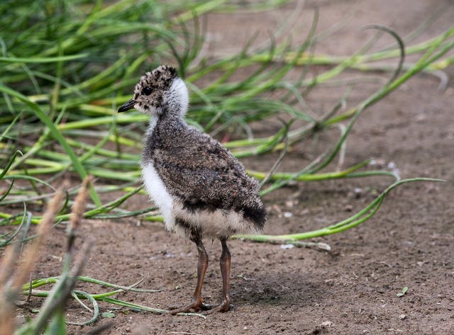 Endangered bird makes return to Co Down bog thanks to conservation efforts