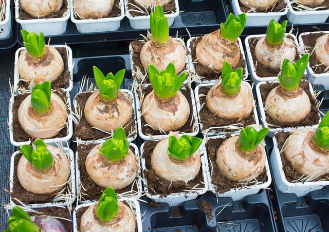 Gardening: Plant these bulbs now to flower by Christmas