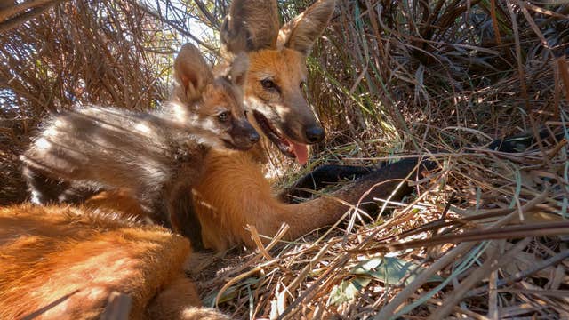 Death of rare wolf after Planet Earth filming ‘reminder of what could ...