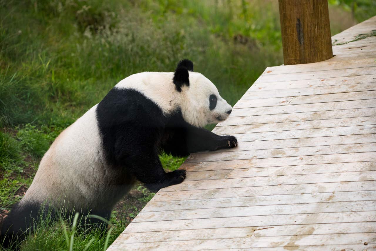Animal lovers have two weeks left to see giant pandas before they leave ...