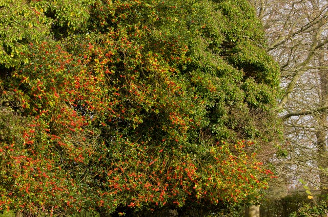 Nine fun facts about holly, our favourite Christmas plant