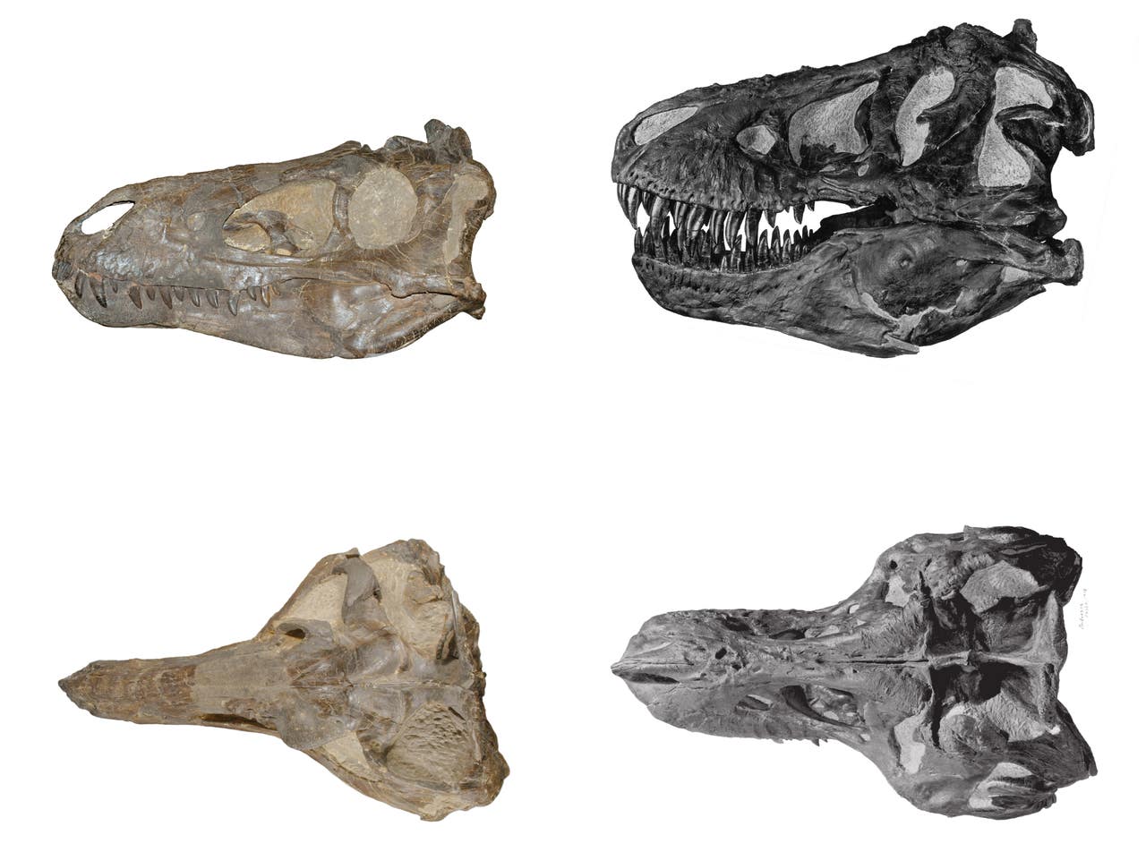 ‘Teenage T. rex’ fossils ‘are a different dinosaur species’ | The National