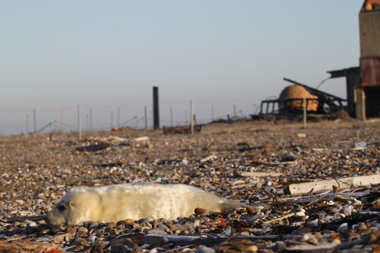 Grey seal colony makes its home at former Cold War weapons testing site ...