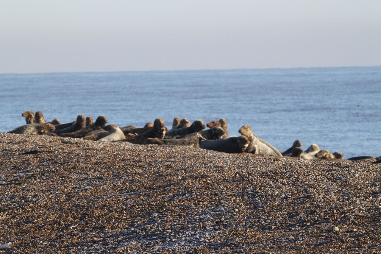 Grey seal colony makes its home at former Cold War weapons testing site ...