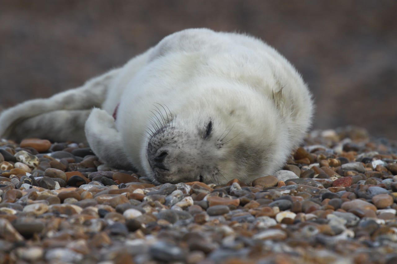 Grey seal colony makes its home at former Cold War weapons testing site ...