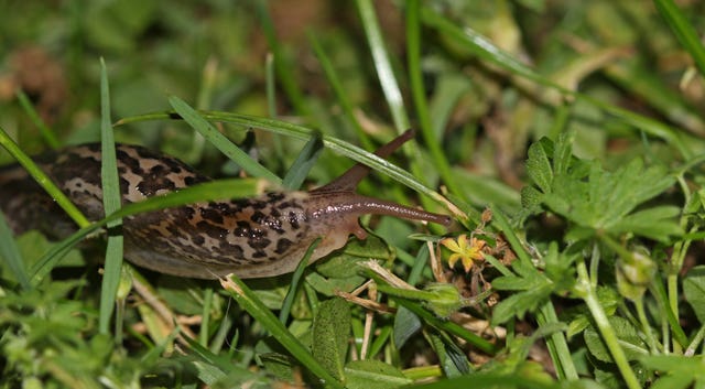 Make friends with slugs and snails, gardeners urged