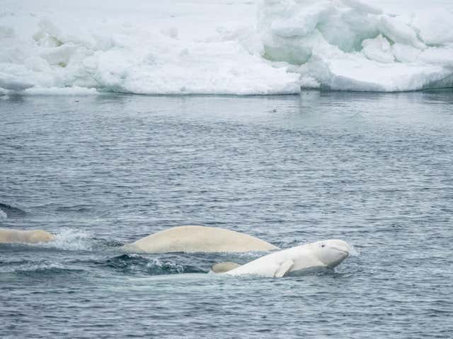 Menopause ‘may explain why some female whales live decades longer than ...