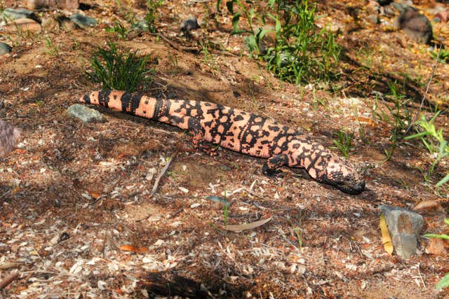 US man ‘died from pet Gila monster’s venomous bite’ | The National