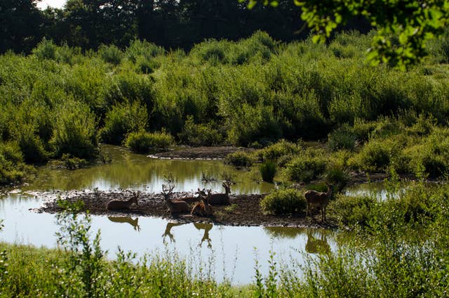 Campaigners highlight ‘story of hope’ in rise of rewilding schemes ...