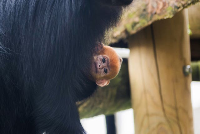 Leicestershire zoo ‘absolutely delighted’ at birth of endangered ...