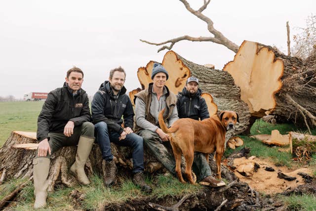Ancient oak which fell in storm to live on as casks for revived whiskey ...