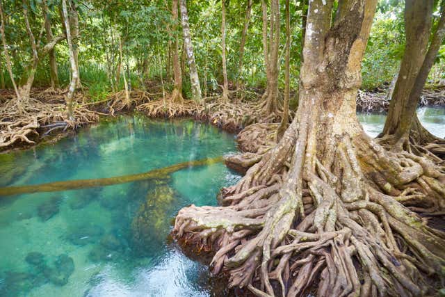 Half the world’s mangroves ‘at risk of collapse’ as climate change ...