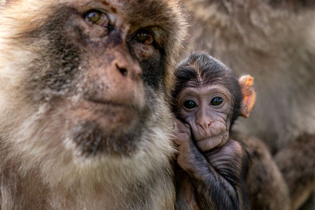 Safari park welcomes new baby to troop of endangered monkeys | The ...