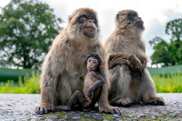 Safari park welcomes new baby to troop of endangered monkeys | The ...