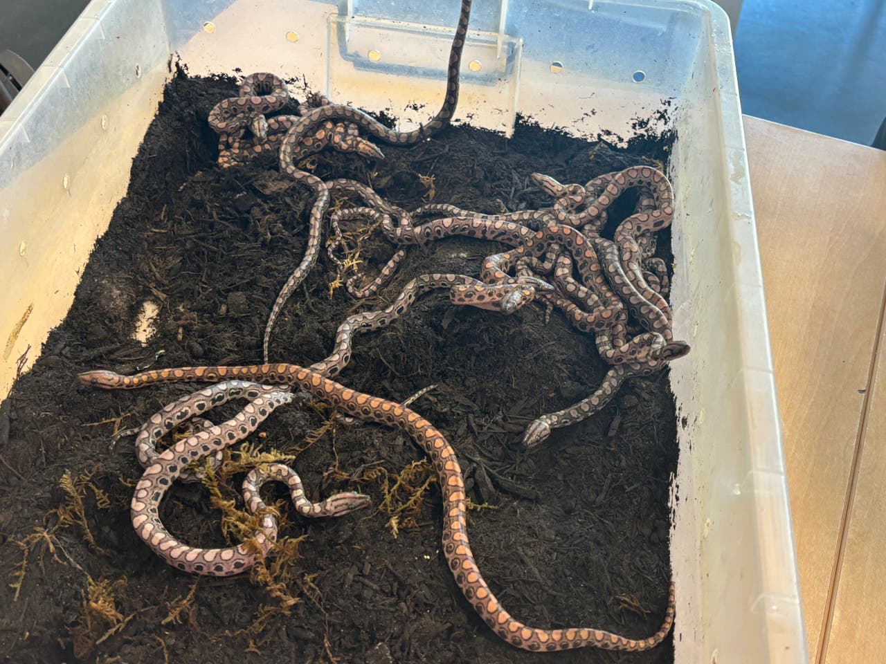 Ronaldo the snake produces 14 babies after rare ‘virgin birth’ | News ...
