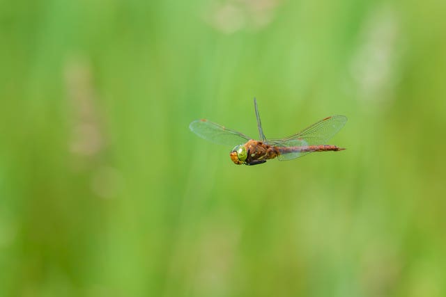 Wicken Fen declared ‘dragonfly hotspot’ as ancient insects thrive in ...