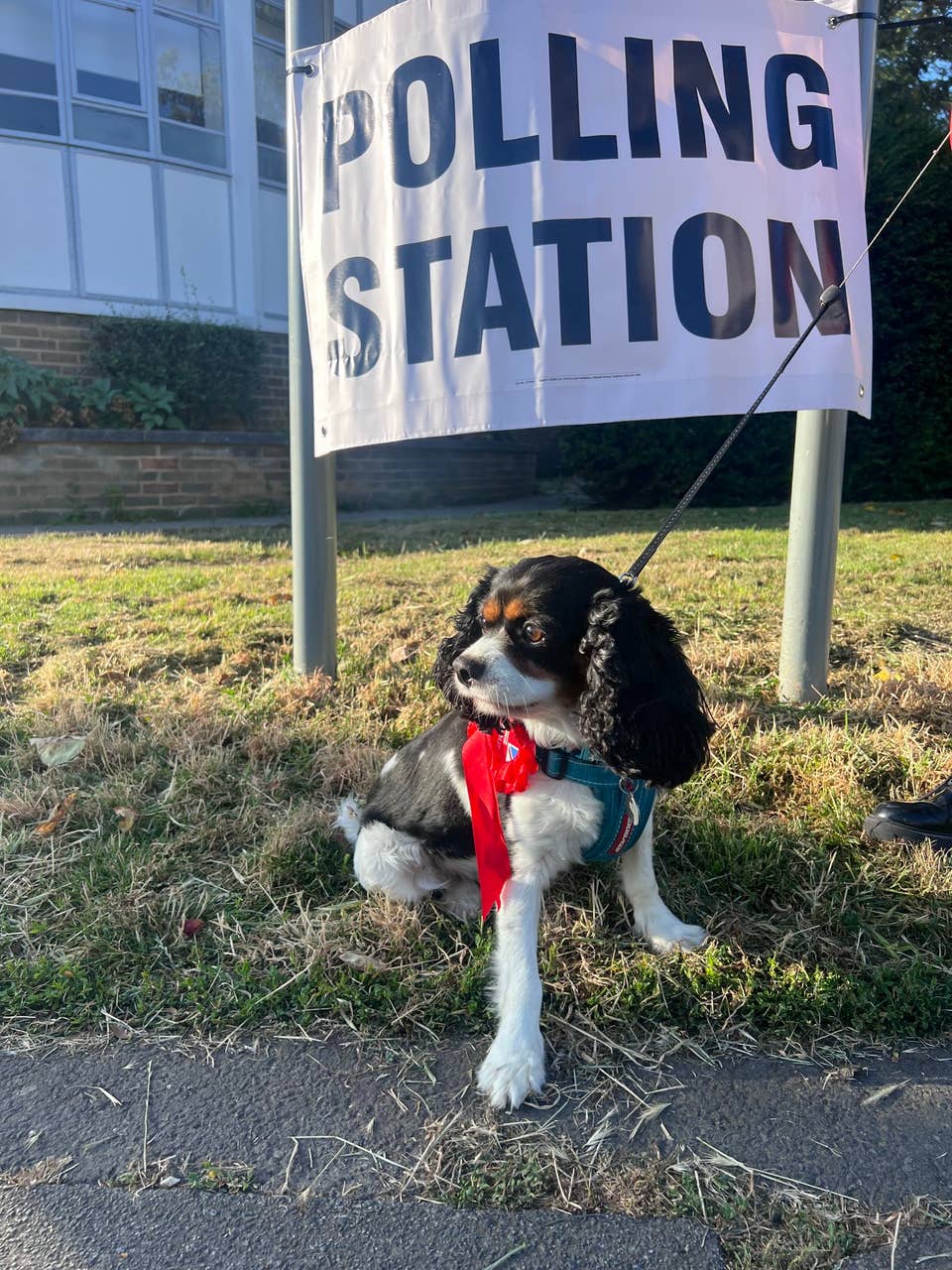 Dogs rock bows and rosettes at polling stations on election day ...