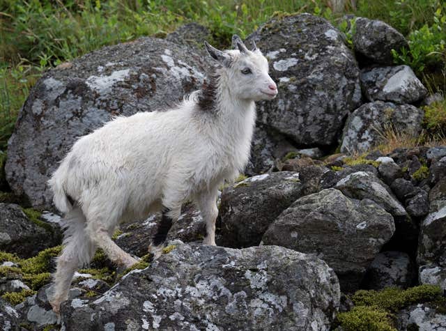 Ancient wild goat added to rare breeds watchlist to support ...