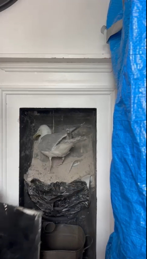 Chimney sweep captures moment ‘rambunctious’ seagull falls from an old ...