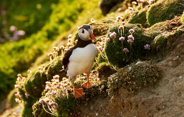 Protection area could mean brighter future for puffins on Saltee ...