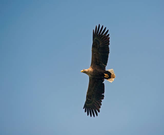 Two white-tailed eagle chicks fledge in success for English ...