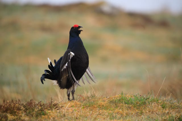 ‘Optimism’ as endangered black grouse numbers increase at rewilding ...