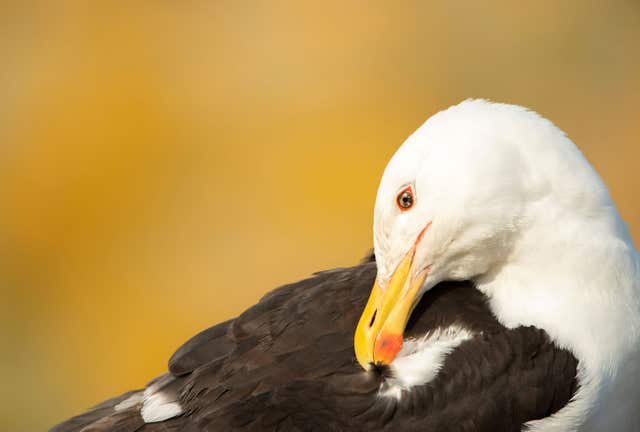 Five seabird species added to UK’s ‘red list’ for conservation concern ...