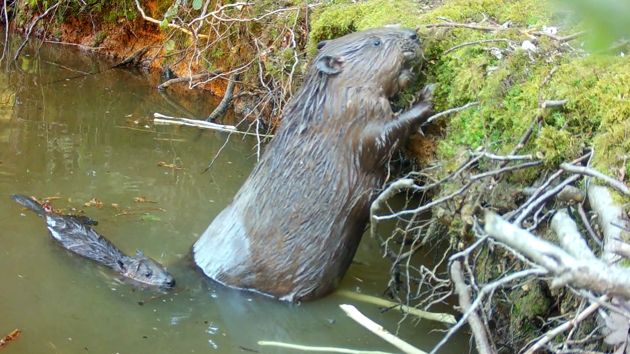 Beavers born in Hampshire for first time in 400 years | The Herald