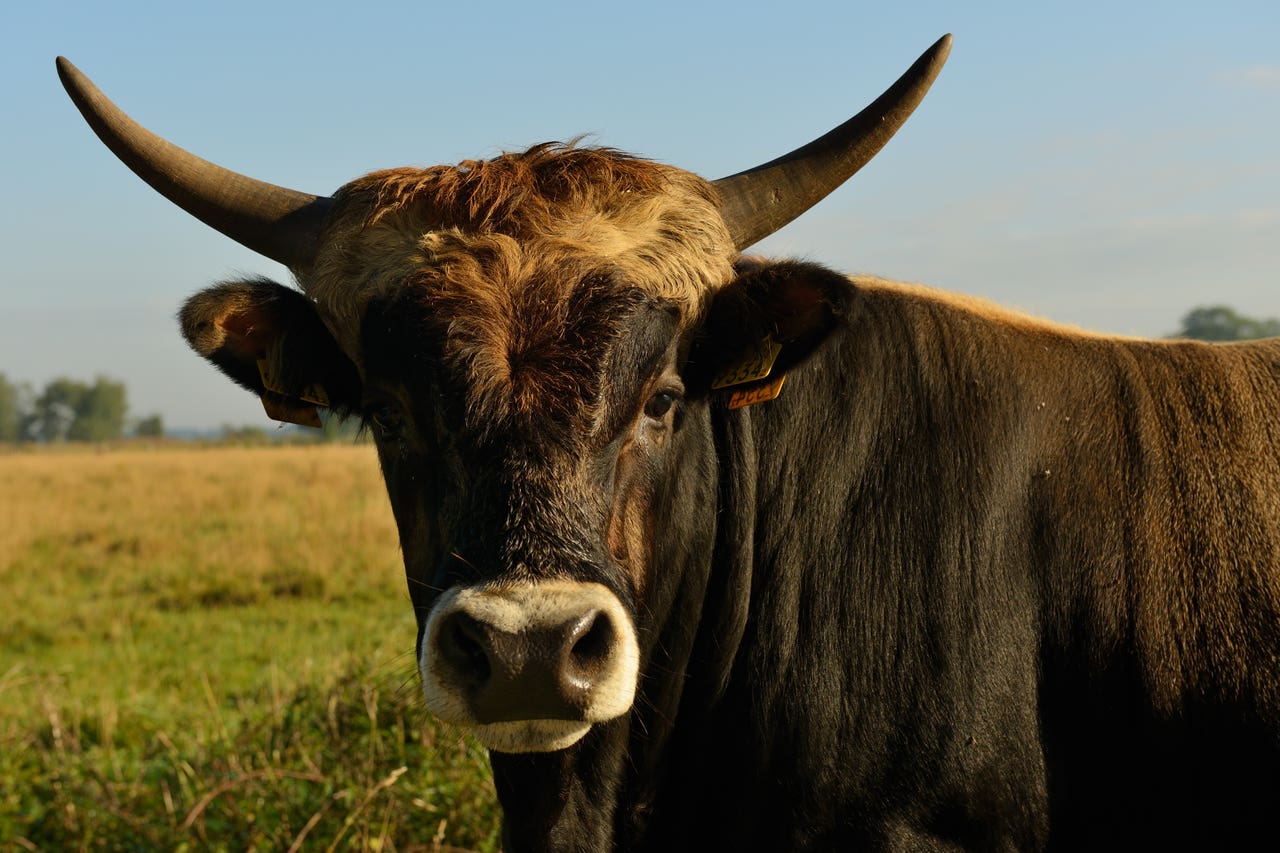 Wild cattle could be introduced in Scotland in bid to resurrect extinct ...