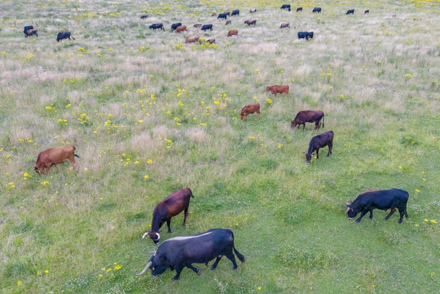 Wild cattle could be introduced in Scotland in bid to resurrect extinct ...