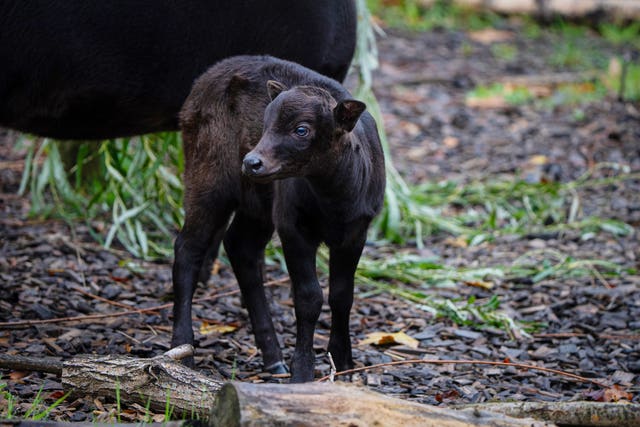 Birth of rare calf said to be smallest species of wild cattle captured ...