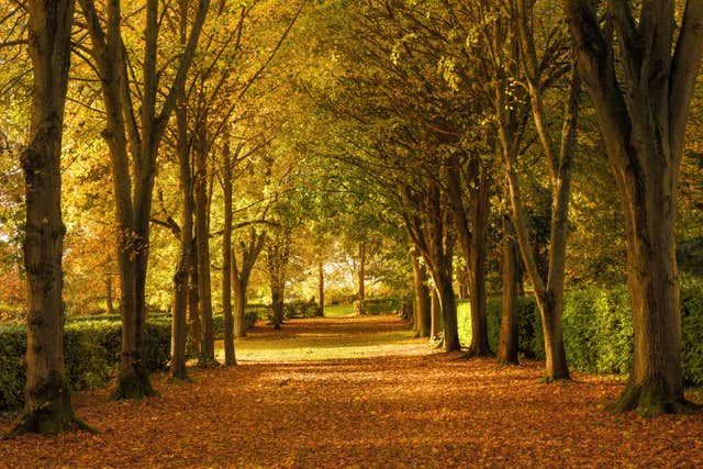 Tree cathedral planted as war memorial restored after ash dieback ...