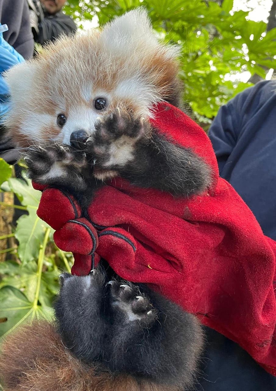Fireworks blamed for death of red panda kit at zoo | Express & Star