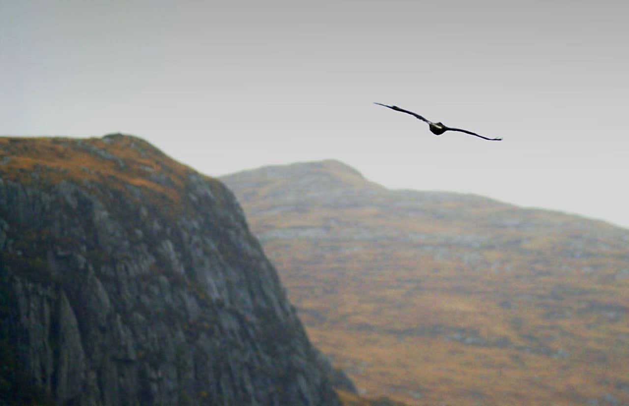 Golden eagles could be reintroduced to England with new funding ...