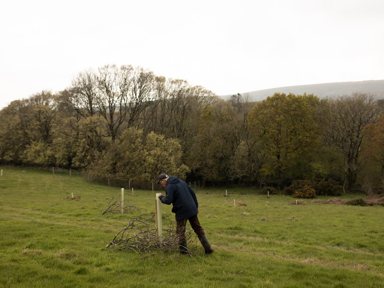 Farmers team up with National Trust to create wood pasture for ...