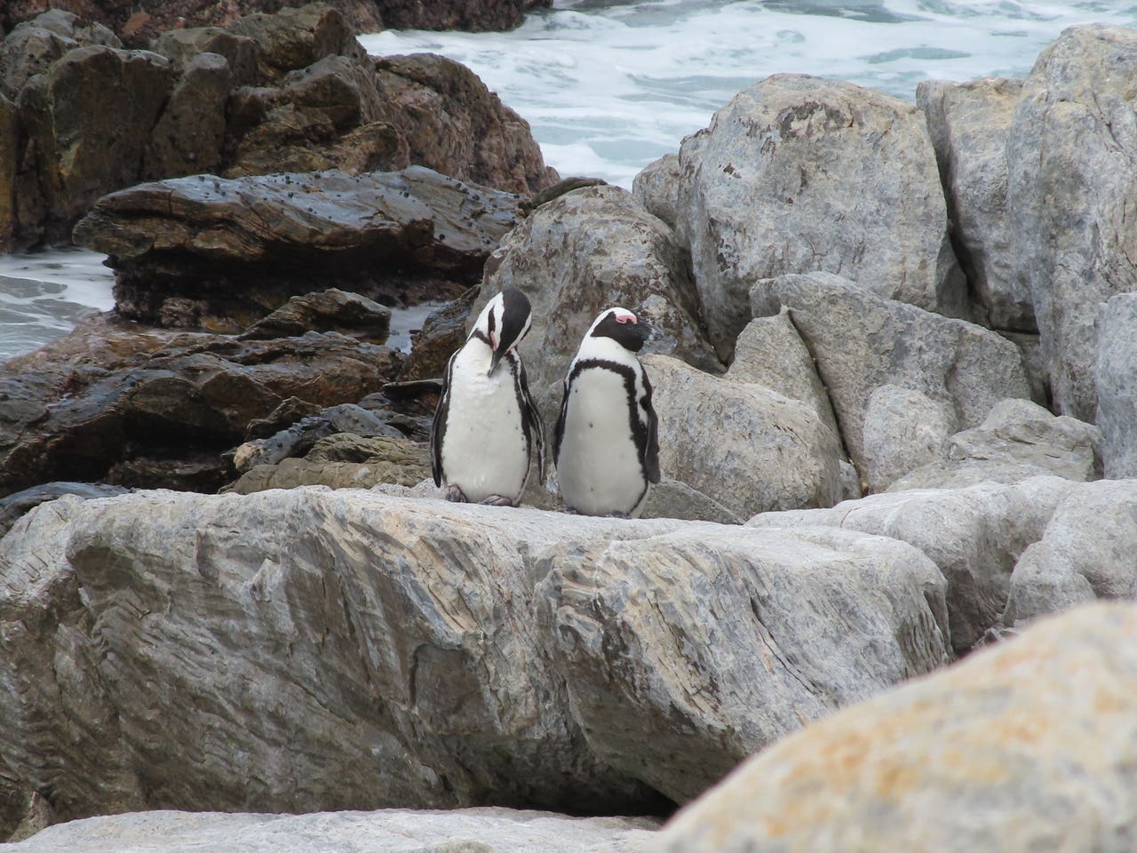 Conservationists in Valentine’s Day plea to protect ‘mating for life ...