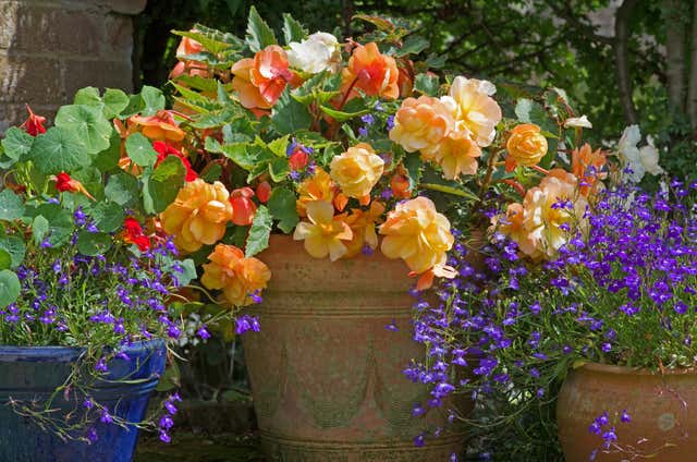 The best summer bulbs to plant in your garden now