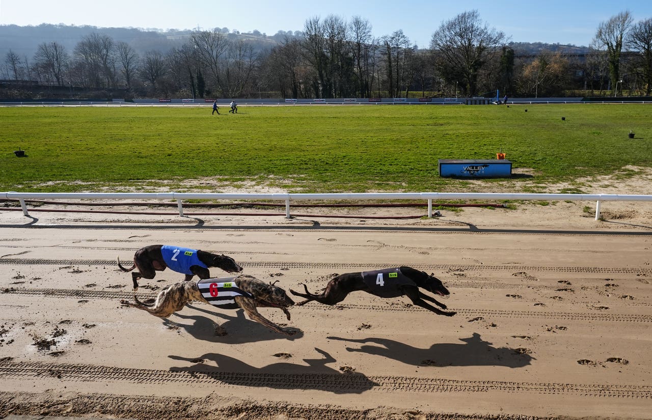 Wales’ last greyhound track under threat after government proposes ...