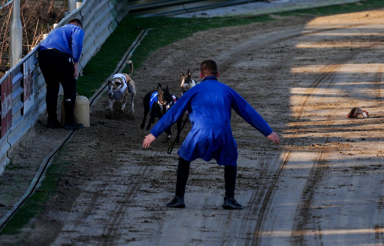 Wales’ last greyhound track under threat after government proposes ...