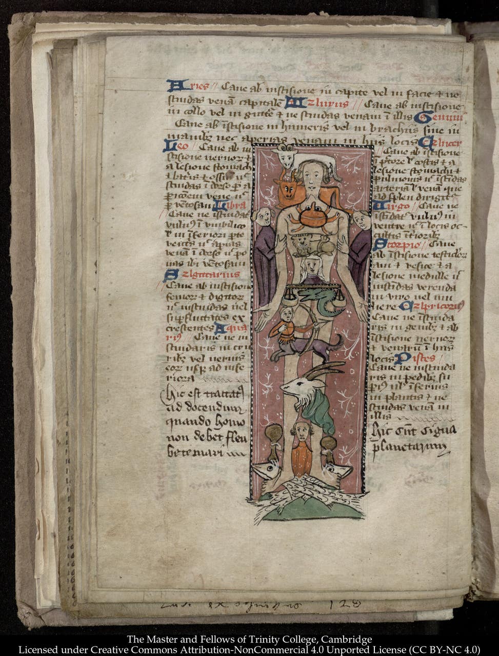 Weasel testicles infertility cure features in exhibition on medieval ...